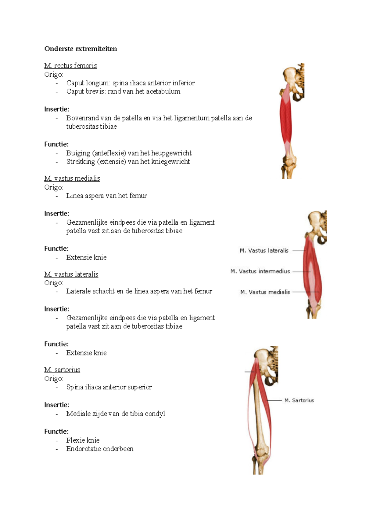 Spieren enkel, knie, heup en schouder - Onderste extremiteiten M ...