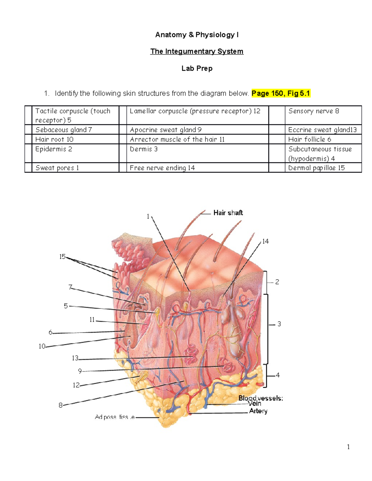 Lab Prep- Integumentary system chart - Anatomy & Physiology I The ...