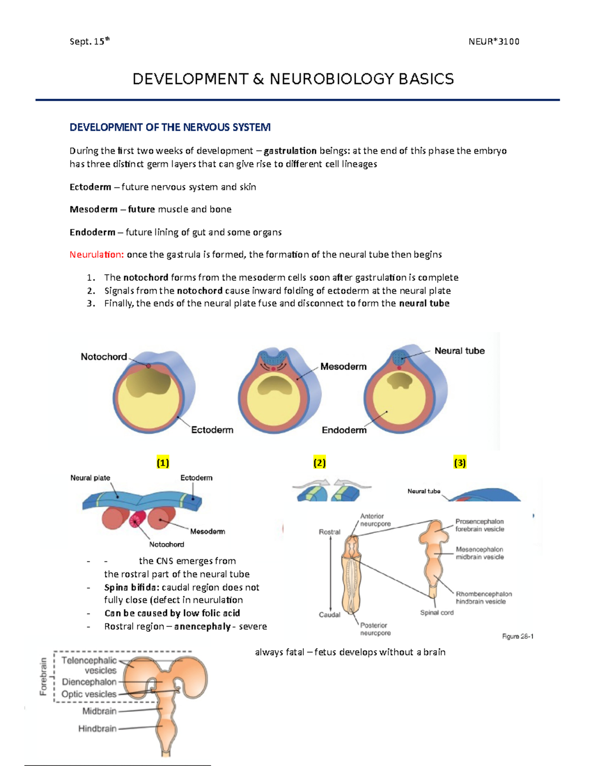 Lec 1. sept 10 - Lecture notes 1 - DEVELOPMENT & NEUROBIOLOGY BASICS ...