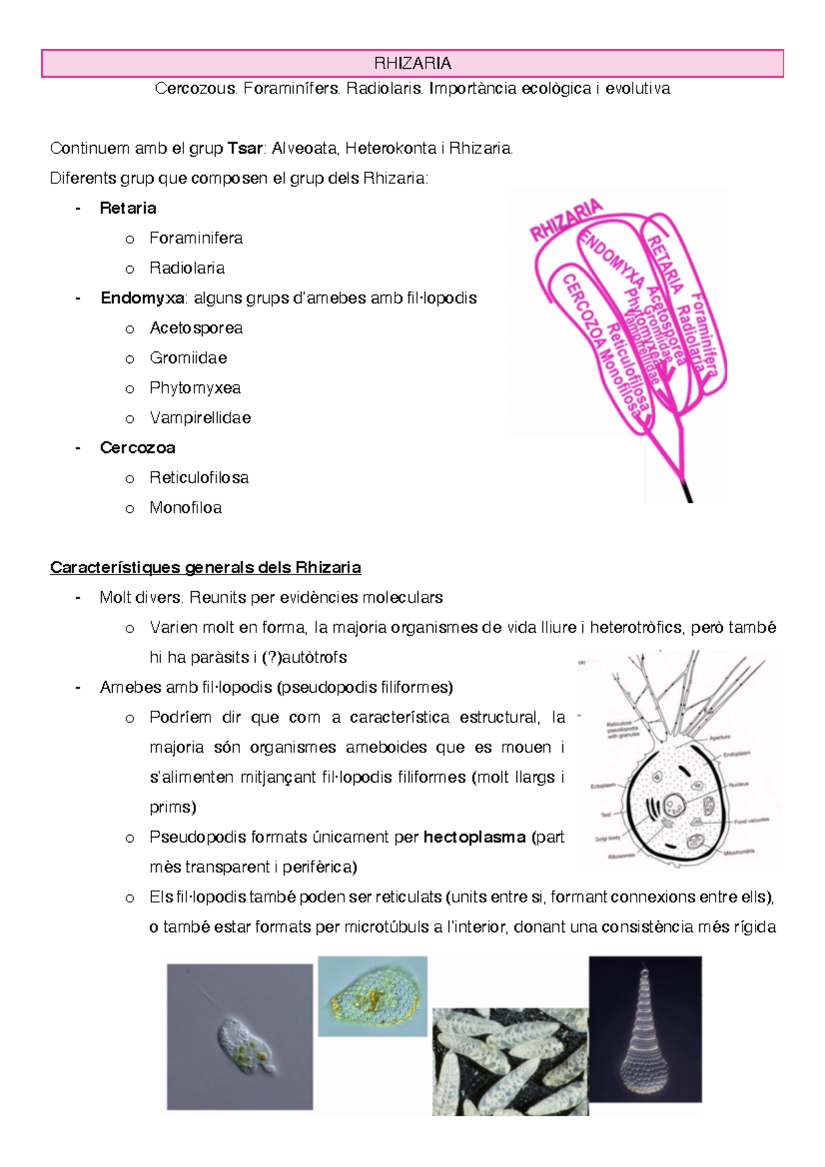 Rhizaria - RHIZARIA Cercozous. Foraminífers. Radiolaris. Importància ...