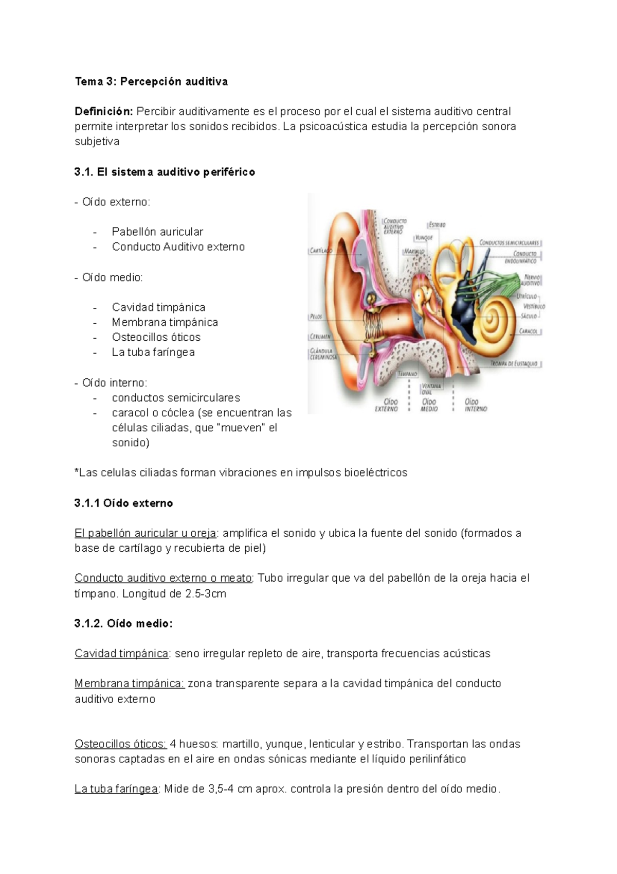 Tema 3 - apuntes tema 3 percepcion y atencion - Tema 3: Percepción ...