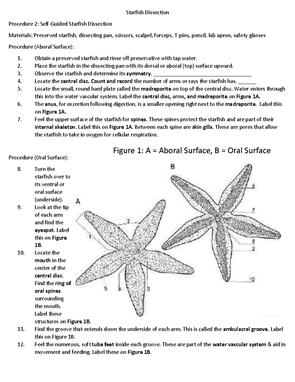 DC Biology Starfish Dissection - Starfish Dissection Procedure 2: Self ...