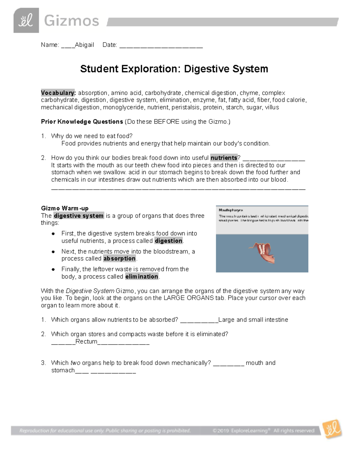 Digestive System Gizmos - Name: ____Abigail Date ...