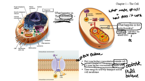 Inflammation and Immunity Note Taking Guide - Inflammation/Immunity ...