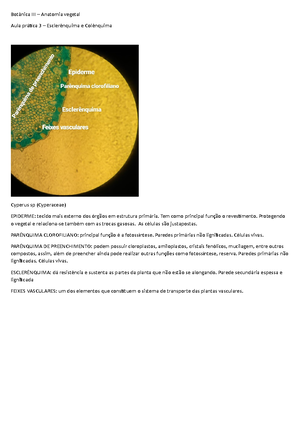 Relatório Anatomia Vegetal - Parênquima - Anatomia Vegetal. Aula 2 ...