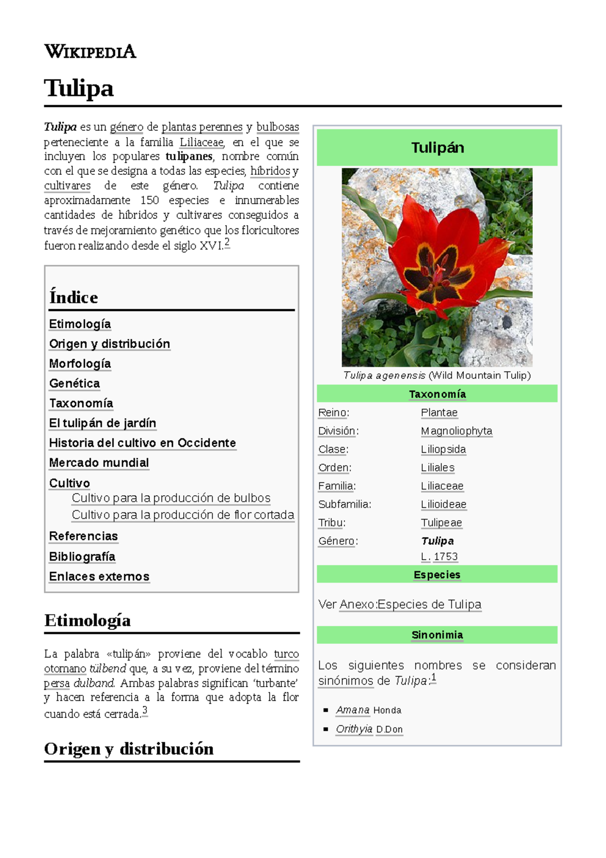 Tulipa - lean bonito porfis, gracias - Tulipán Tulipa agenensis (Wild ...