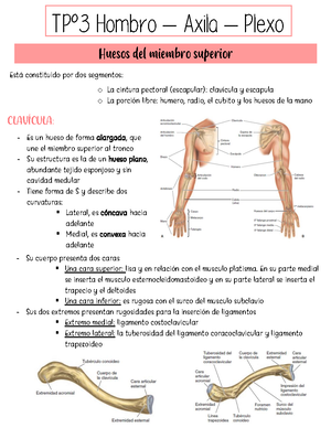 Leccion espacio subinguinal - Es un espacio que se encuentra profundo ...