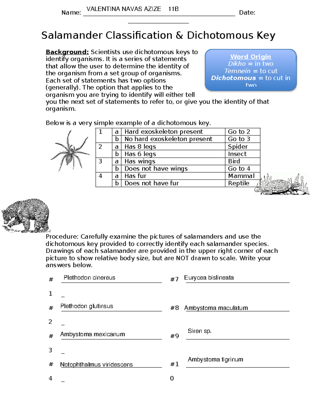 Salamander Classification & Dichotomous Key - Name: - Studocu