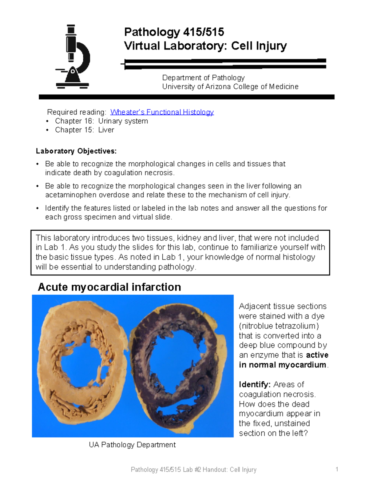 Lab 2 - Cell Injury (2024) - This laboratory introduces two tissues ...