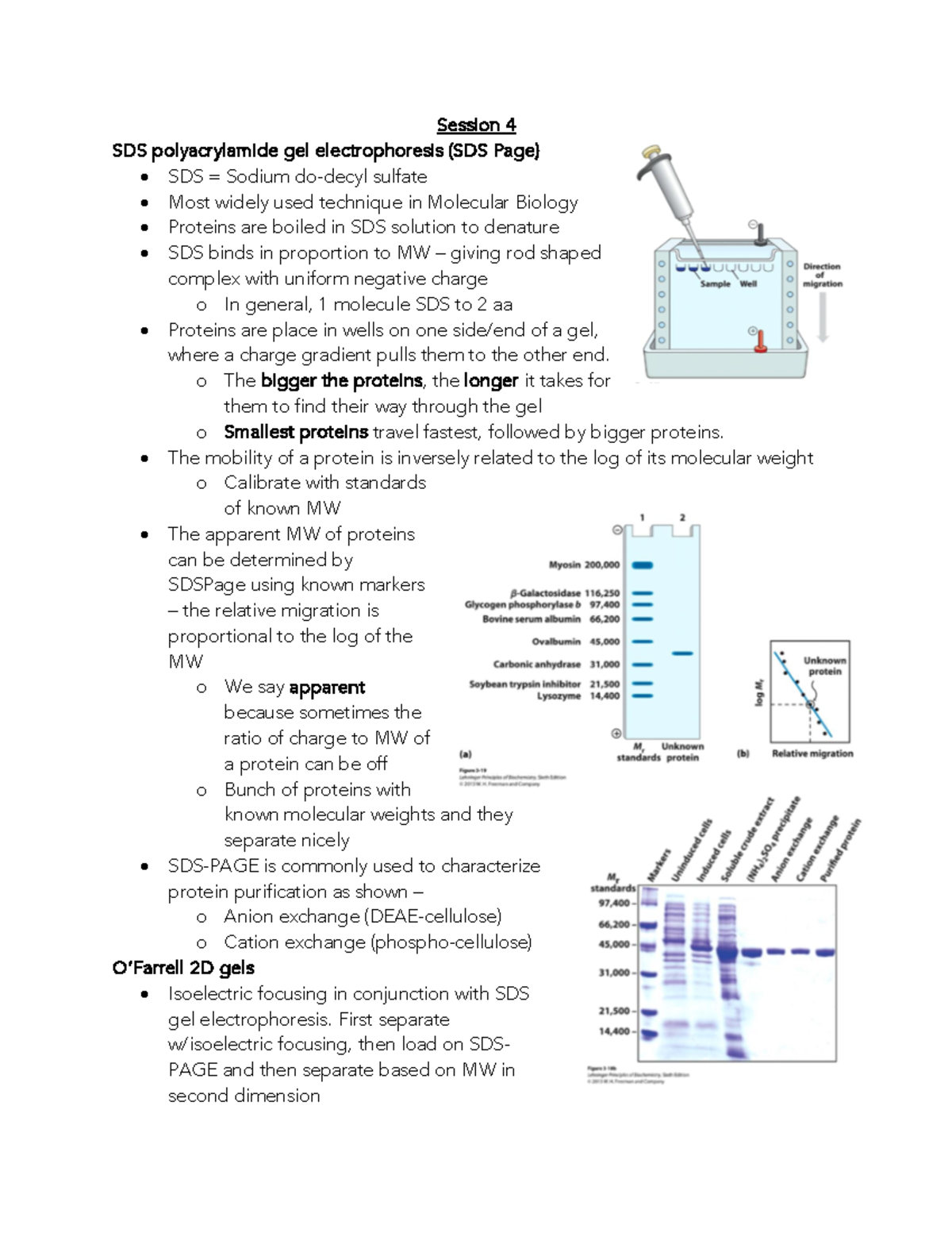 Biochem TEST #1 (Session 4 & on) copy - Session 4 SDS polyacrylamide ...