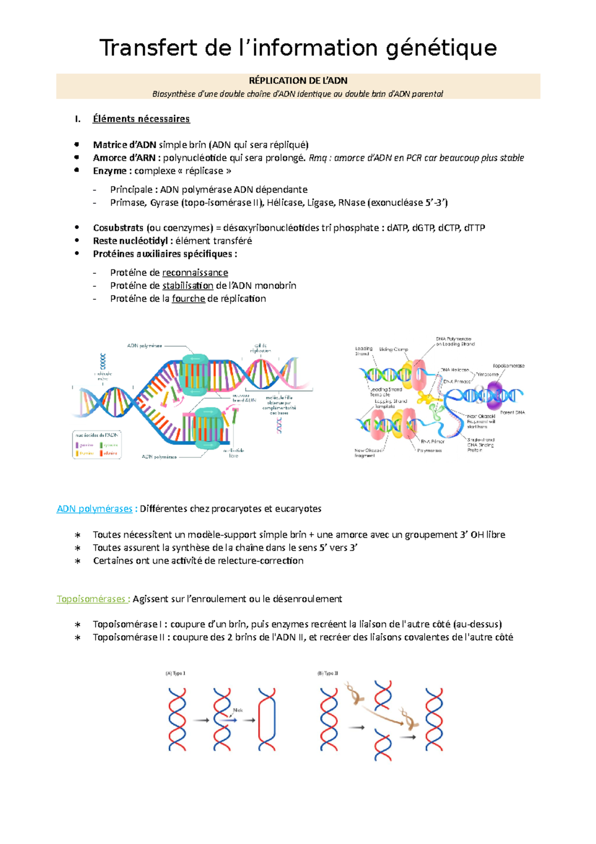 Le tranfert de l'information génétique - Transfert de l’information ...