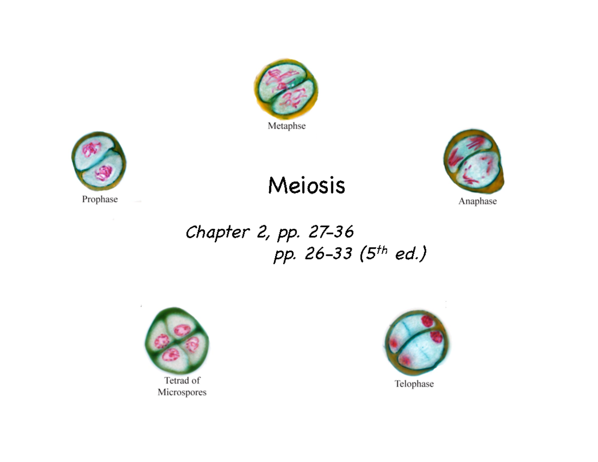 3. Meiosis & gametogenesis - Warning: Error during font loading: XMLHttpRequest is not defined ...