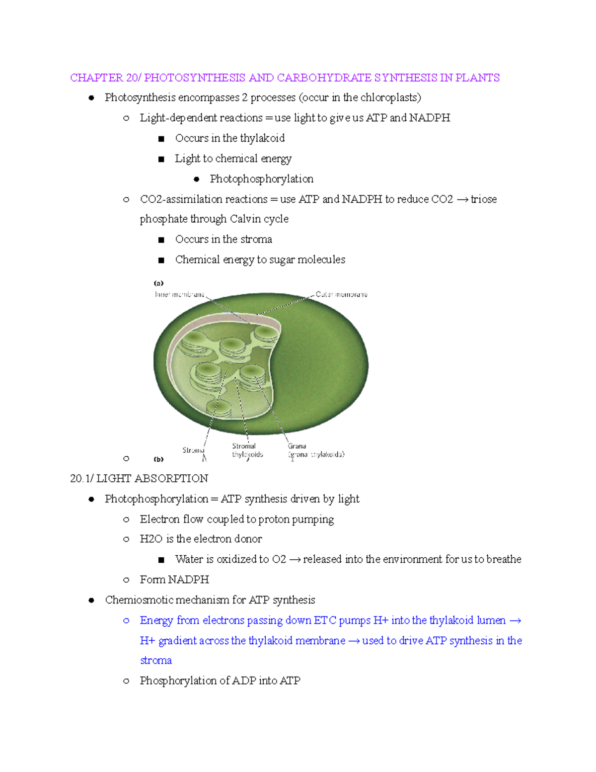 Biochem 2 — Exam 3 - study notes - CHAPTER 20/ PHOTOSYNTHESIS AND ...