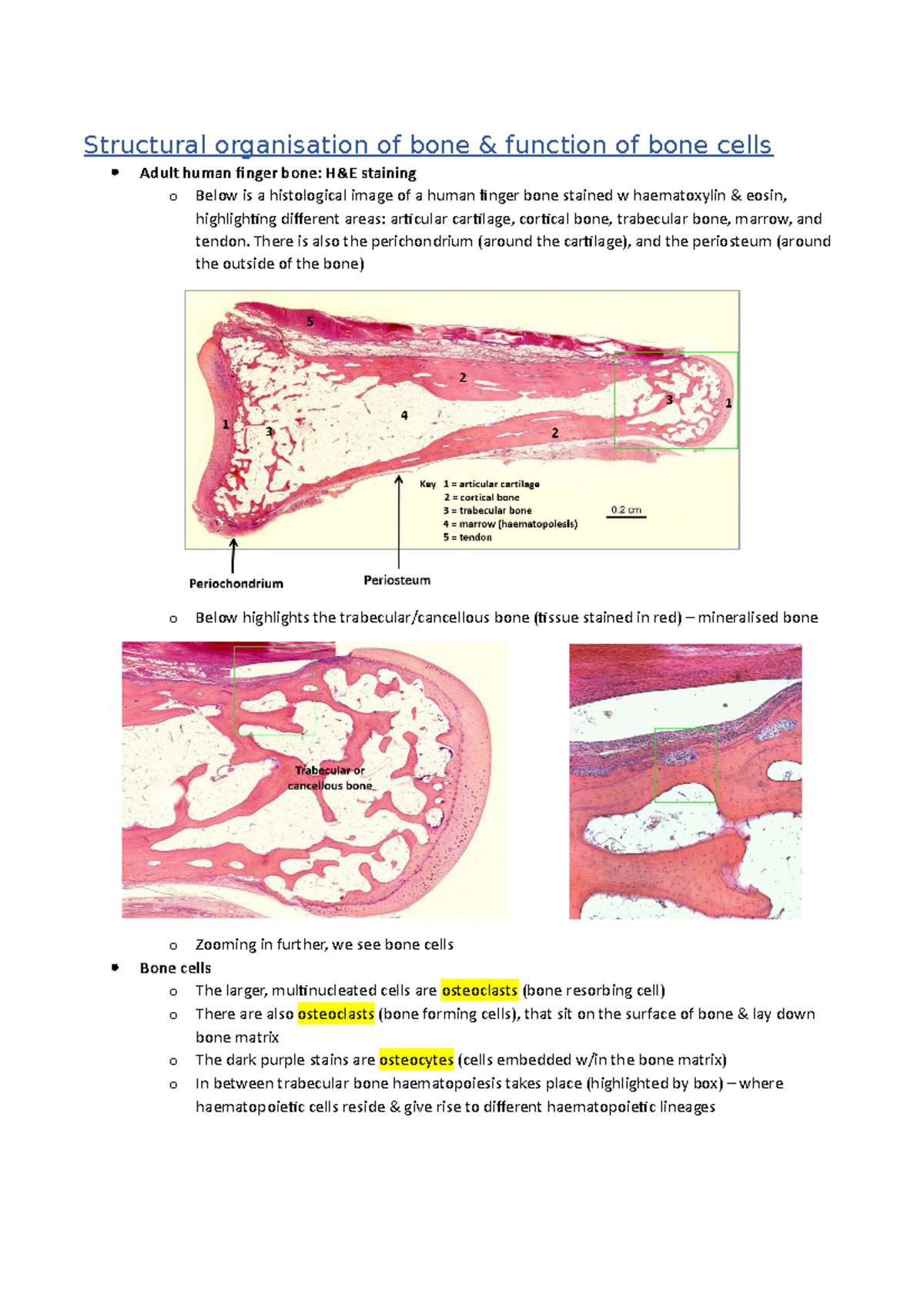 Skeletal development - Lecture notes 8 - Structural organisation of ...