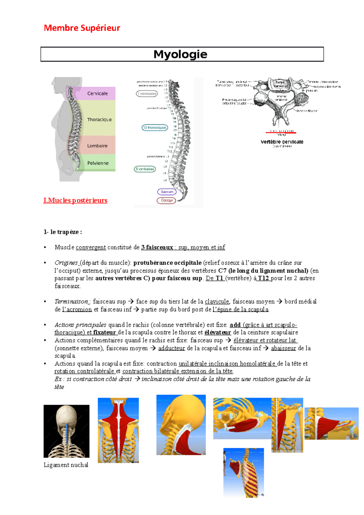 3 Membre supérieur Myologie - Myologie I postérieurs 1- le trapèze ...