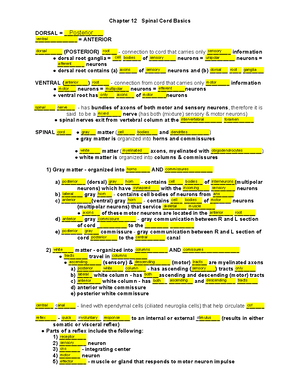 Lab 12-Labeling Exercise - Lab 12 Labeling Exercises: Upper Extremity ...