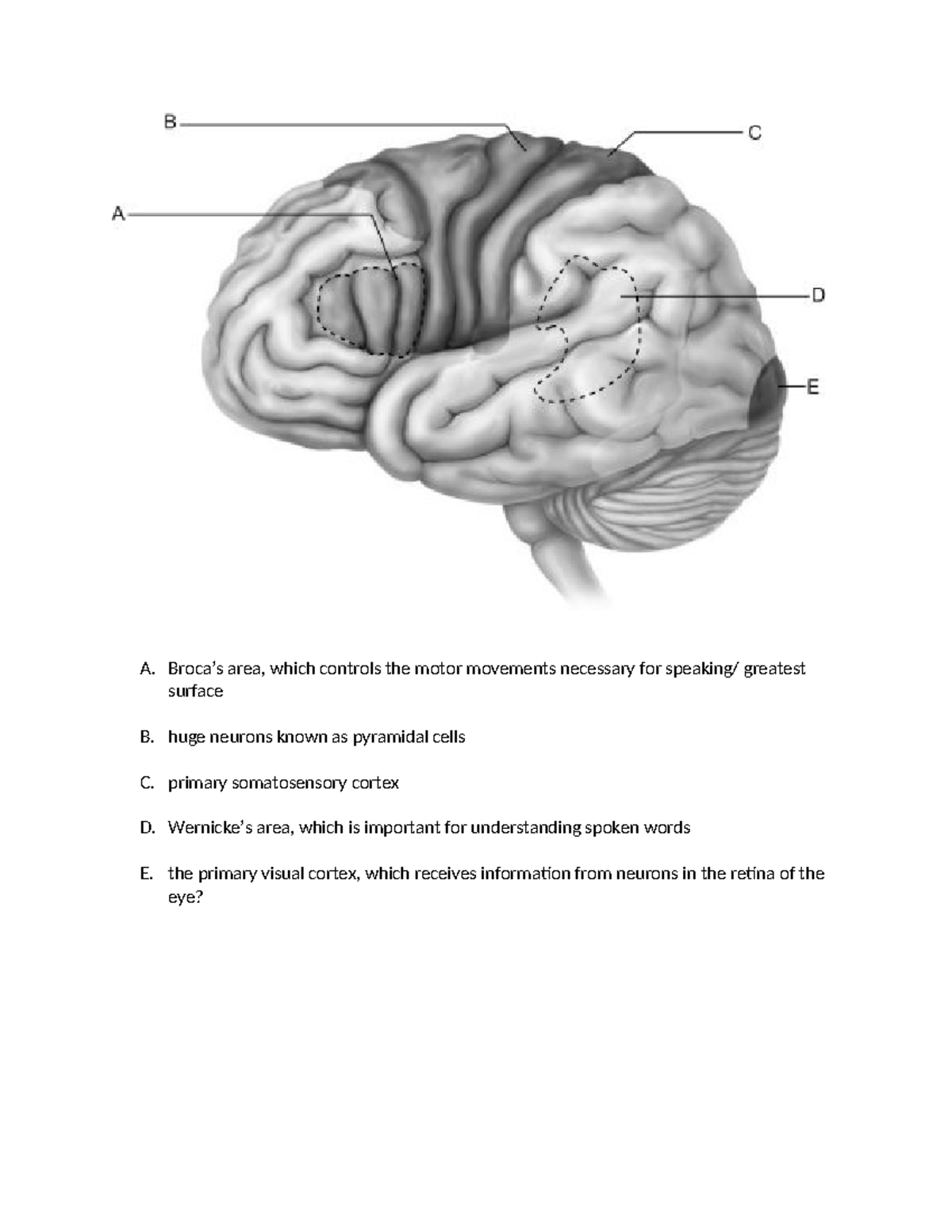 Brain diagram - SCI220-10 - A. Broca’s area, which controls the motor ...