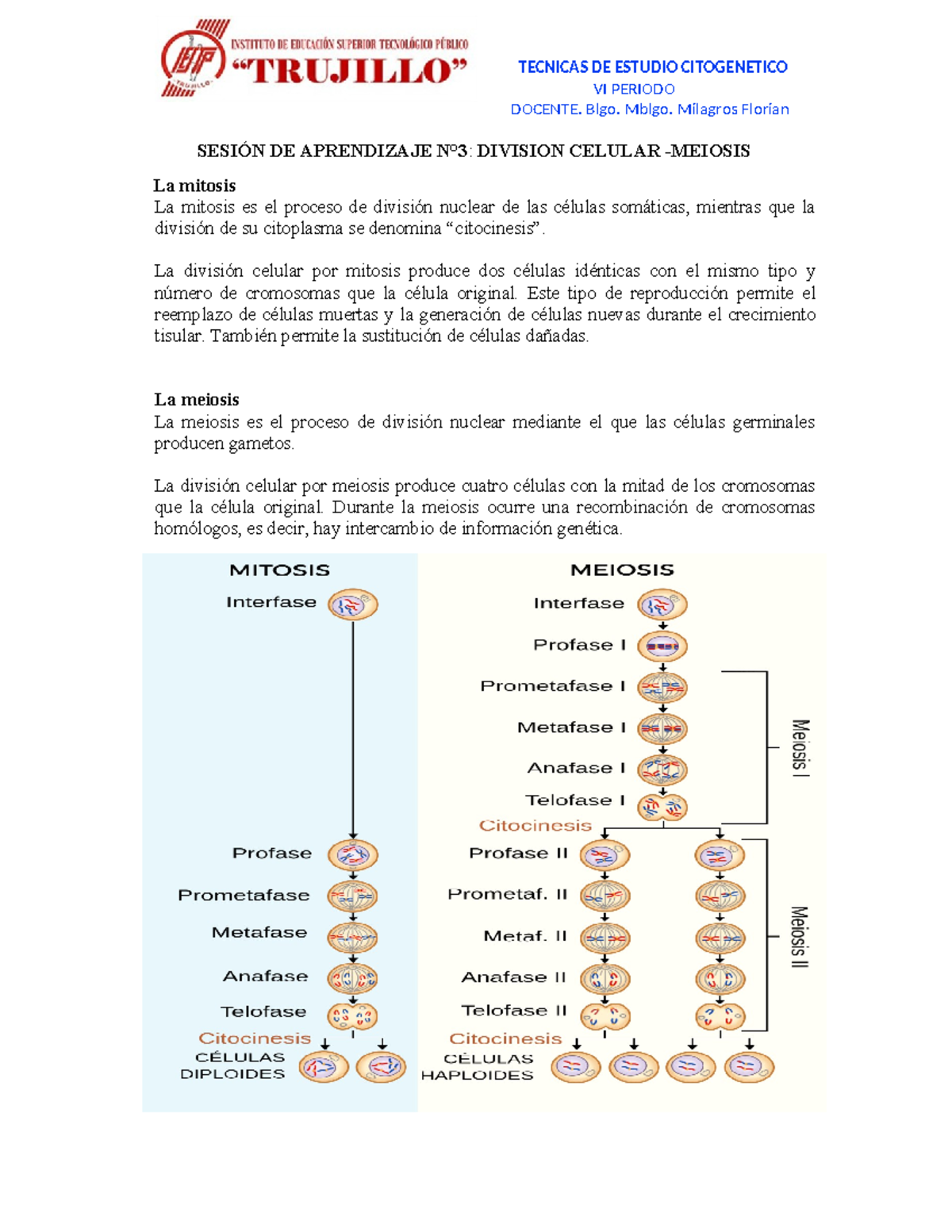 SA 03-4 Mitosis Apice Cebolla - TECNICAS DE ESTUDIO CITOGENETICO VI ...