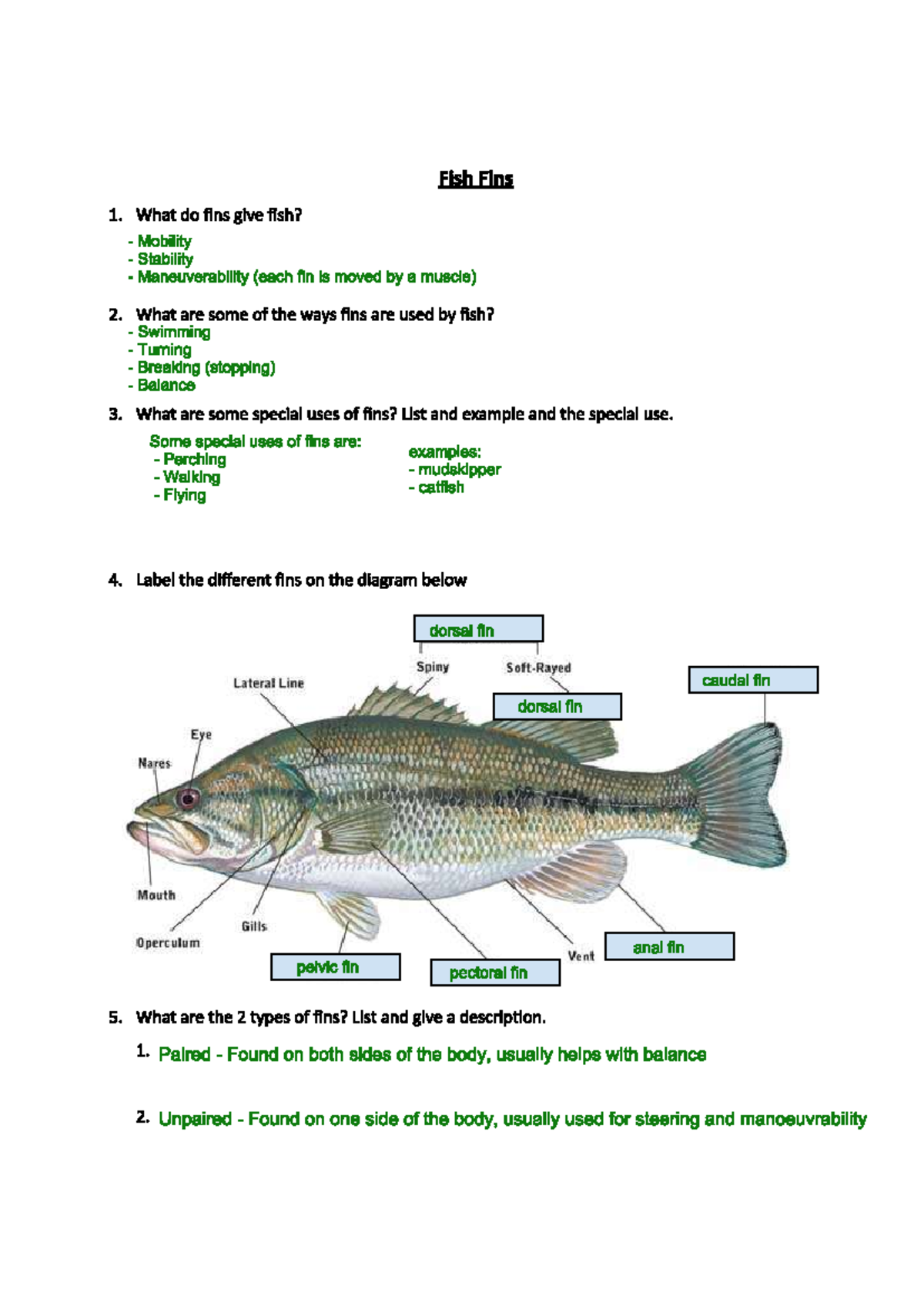 Fish Fins - Bony Fish Notes and Worksheet - Fish Fins 1. What do fins ...