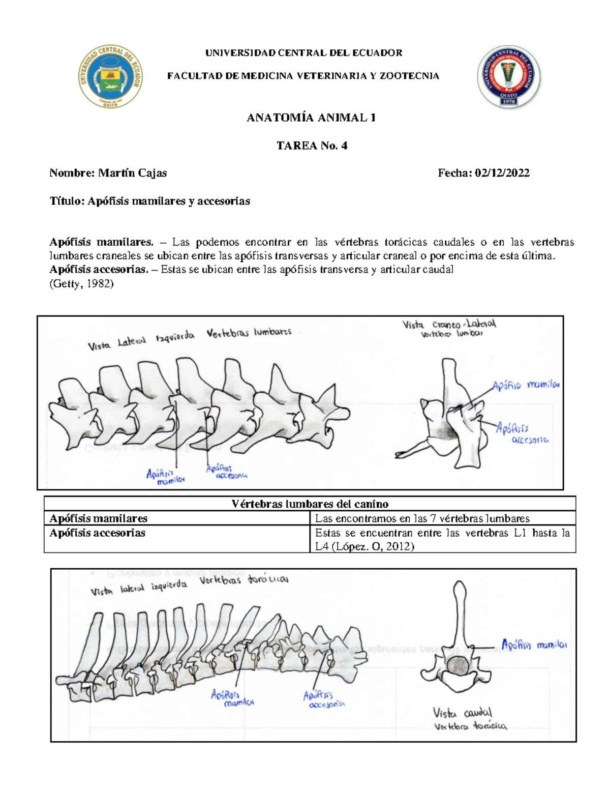 Apófisis Mamilar Y Accesoria Anatomía - Anatomía animal - UNIVERSIDAD ...