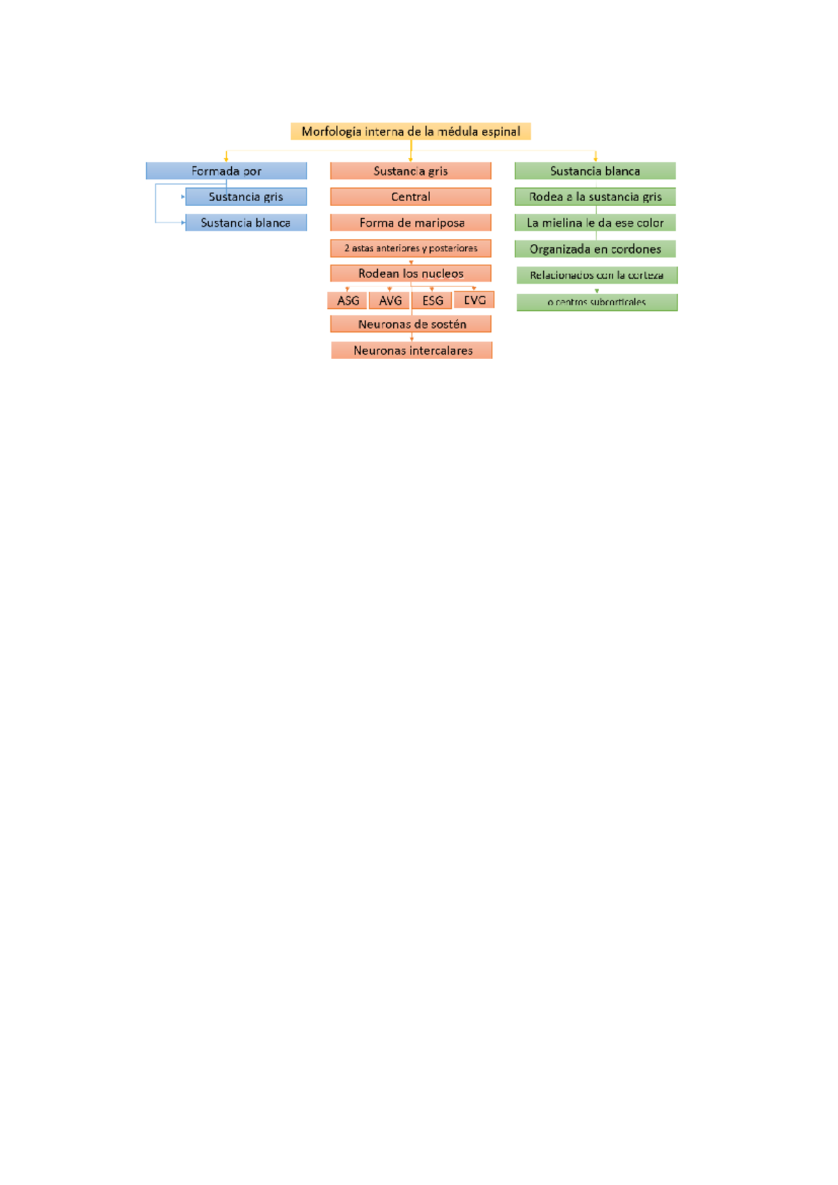 Morfologia interna de la medula espinal mapa resumen - Morfología ...