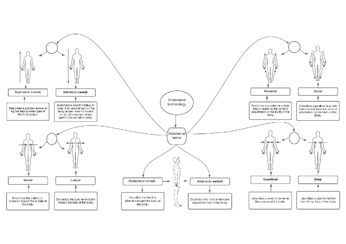 Anatomical terminology - human body care - Studocu