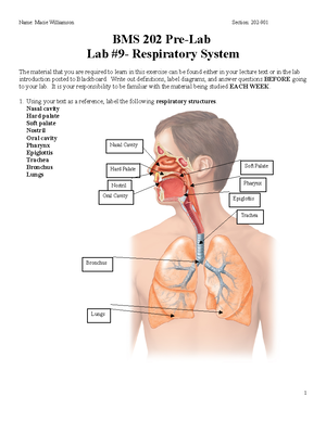 Anatomy pre-lab #7 - pre lab - Section 20 G05 Name Kiva urvingley BMS 202 Lab Blood Heart The ...