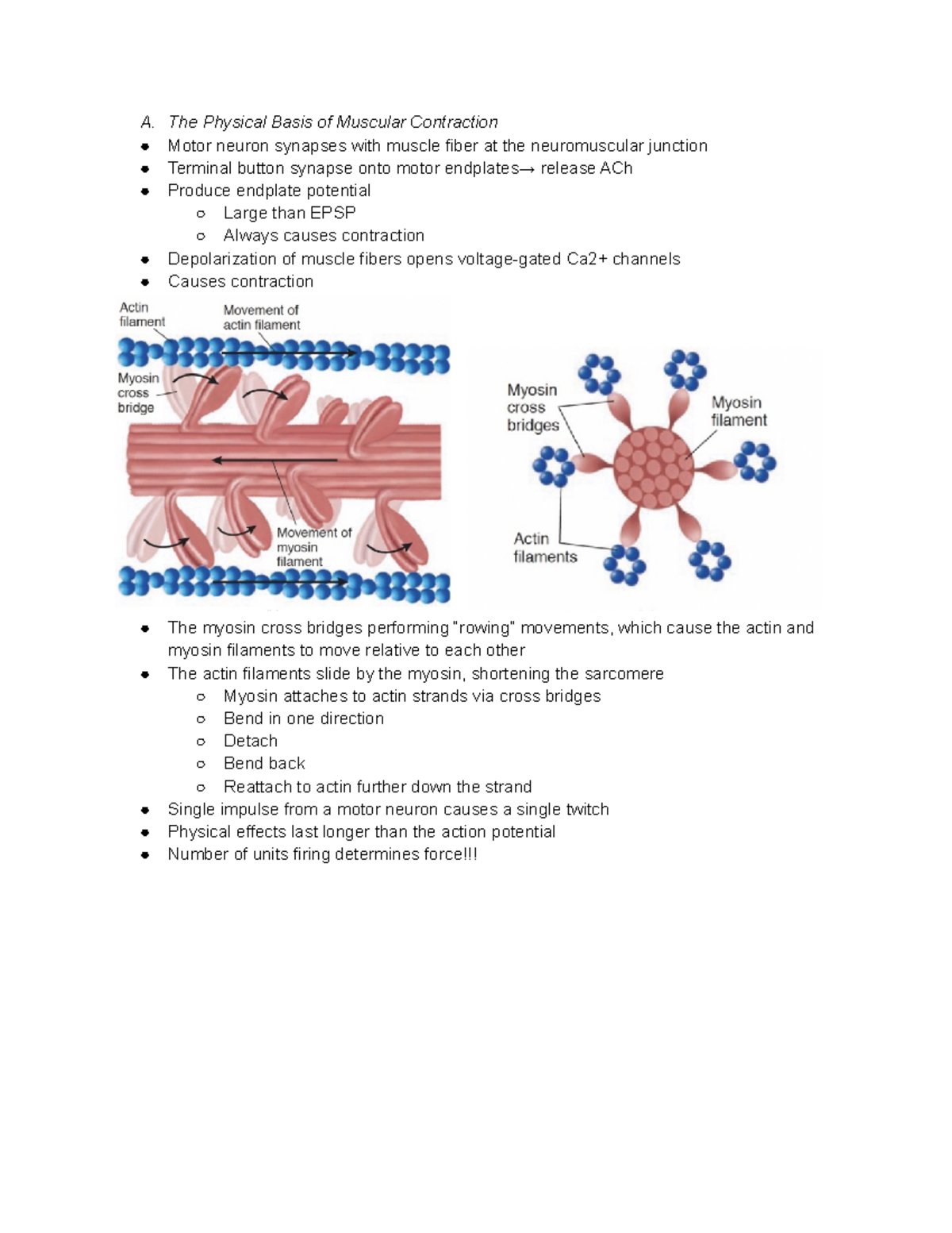 BBB Chapter 10 Notes Part 2 - A. The Physical Basis of Muscular ...