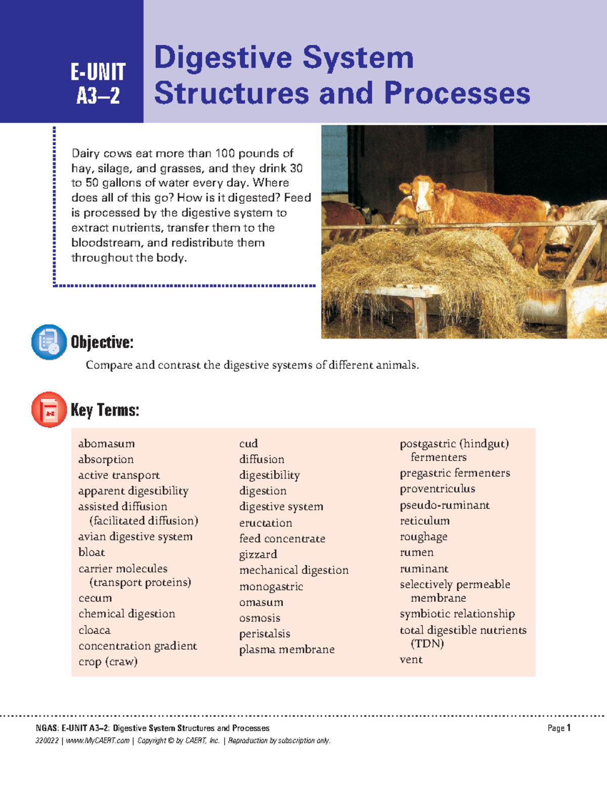 Digestive+System+Structures+and+Processes - Dairy cows eat more than ...