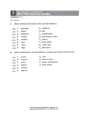 Chapter 004 - 4 Instructor Resource Material for Integumentary System ...