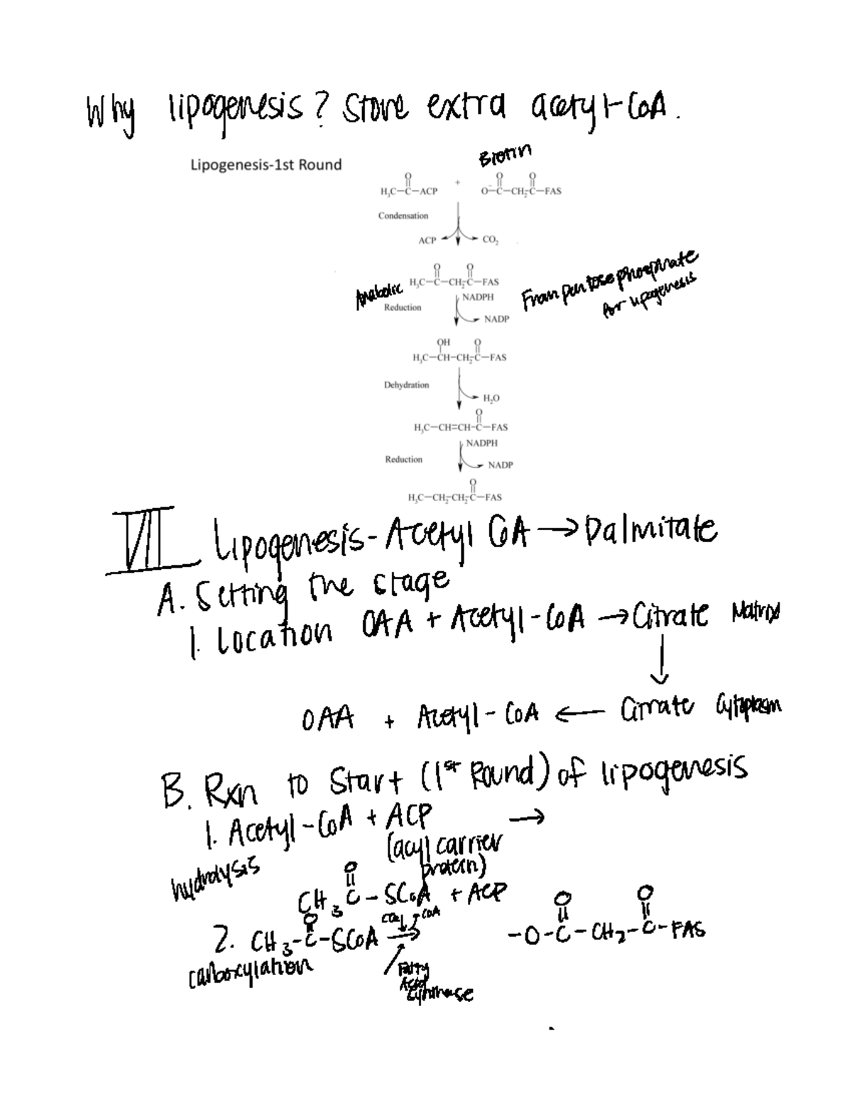 Lipogenesis - Why lipogenesis Store extra acetyl CoA Biotin From ...