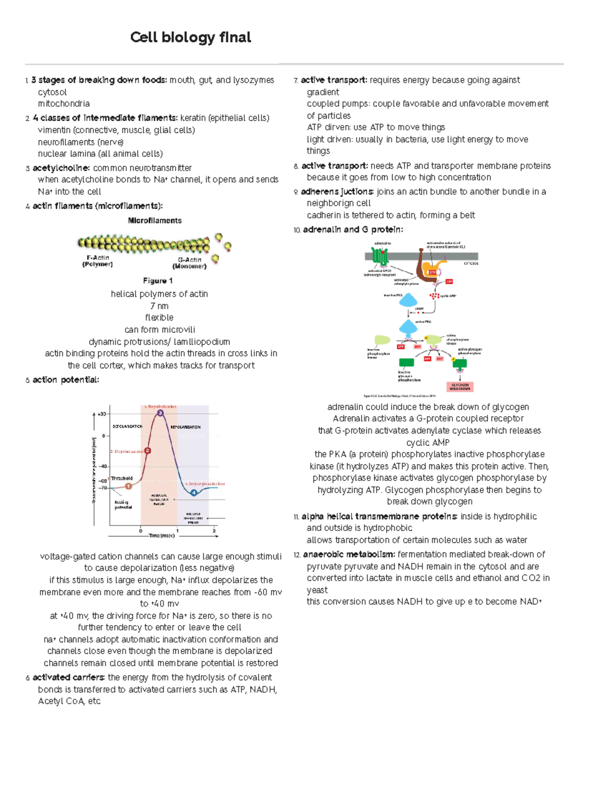 Cell biology study guide - 1 stages of breaking down foods: mouth, gut, and lysozymes cytosol ...