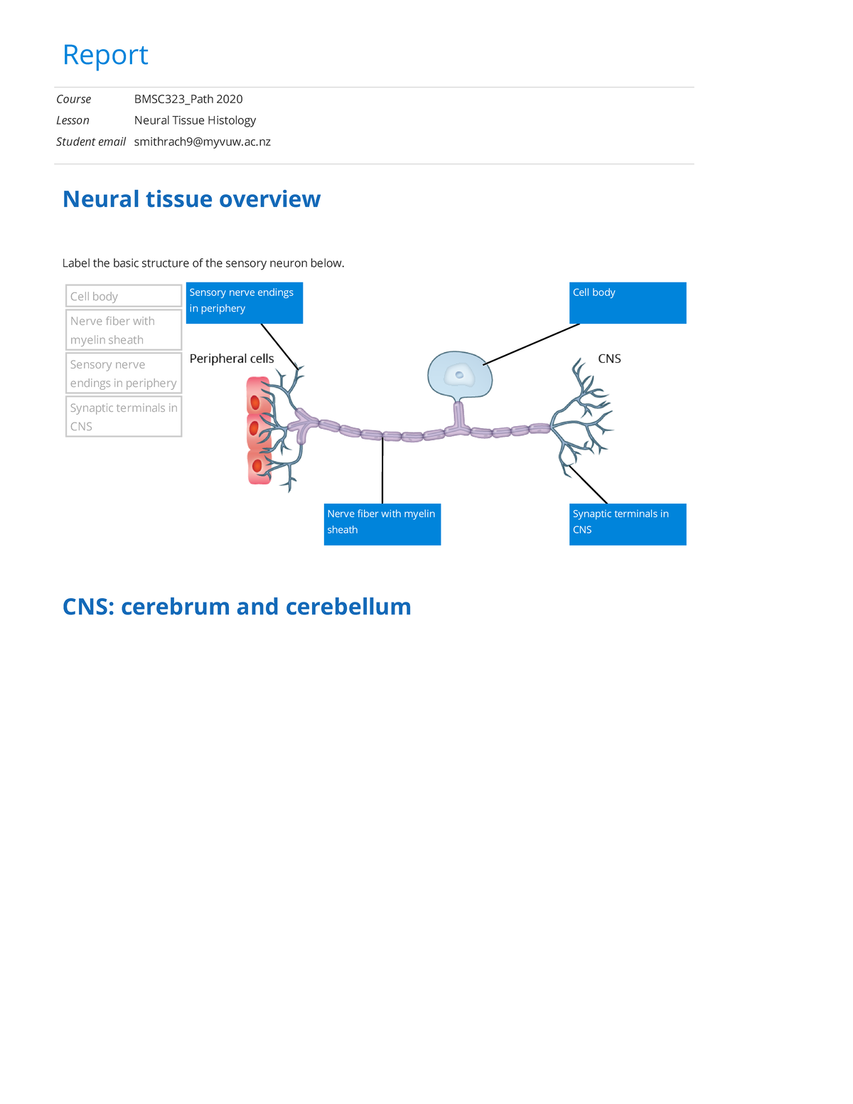 Neural Tissue Histology report - Report Course BMSC323_Path 2020 Lesson ...