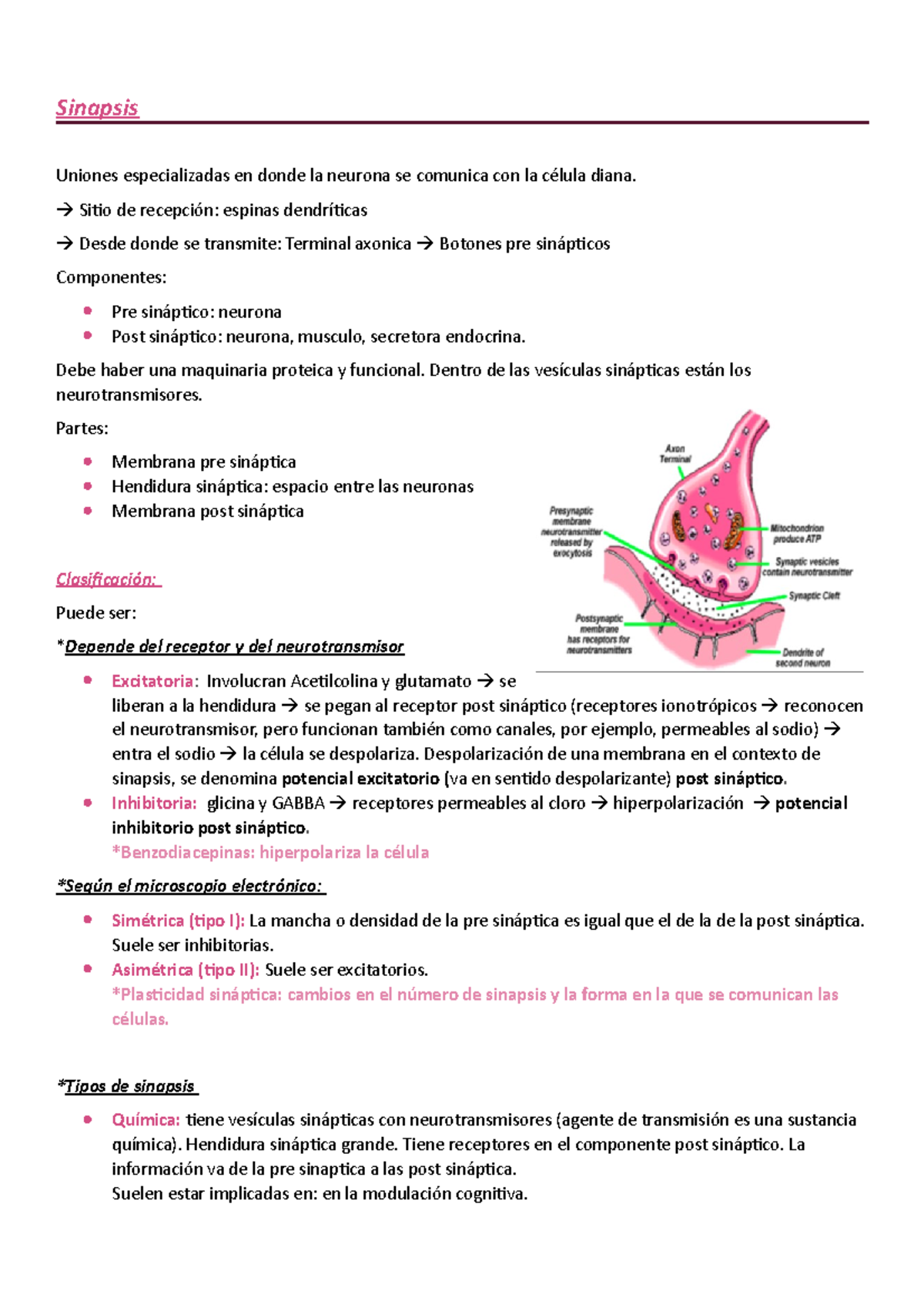 Sinapsis - Sitio de espinas Desde donde se transmite: Terminal axonica ...