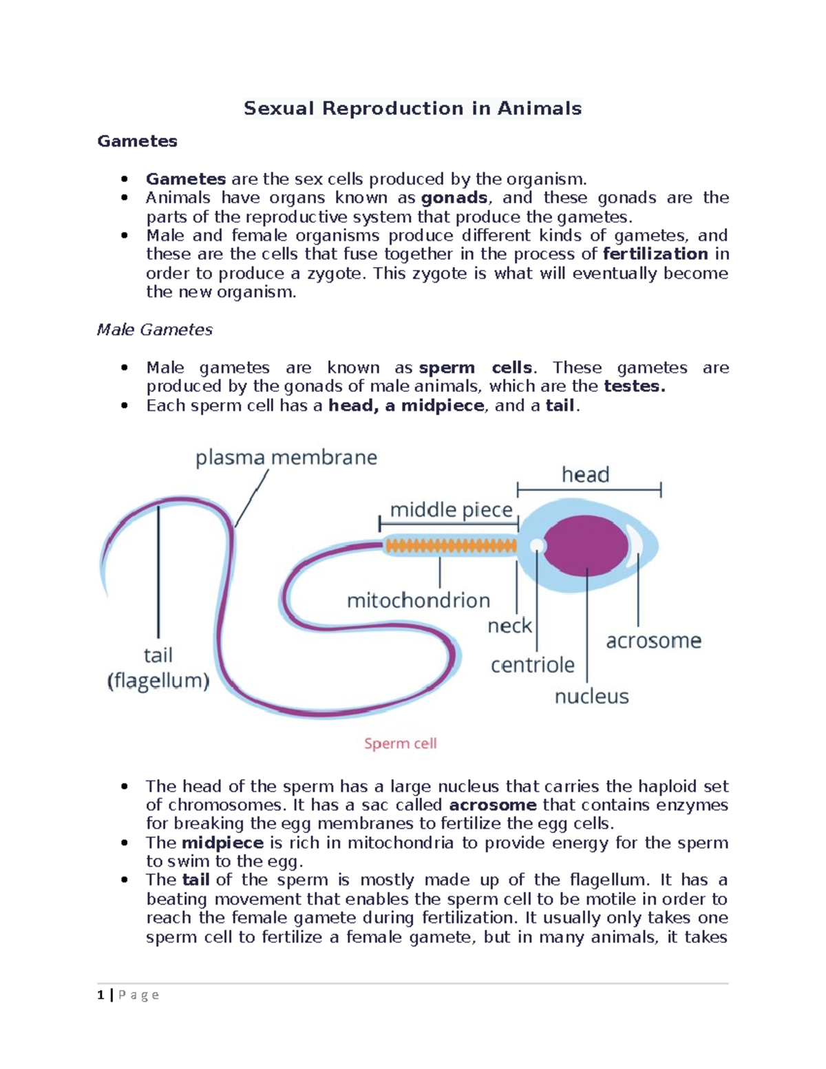 Sexual Reproduction in Animals - Sexual Reproduction in Animals Gametes ...