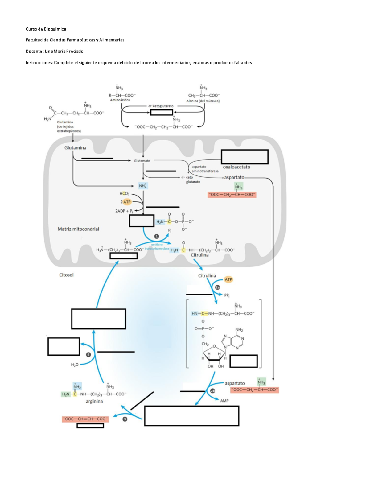 Ciclo de urea para completar - Química General - Curso de Bioquímica ...