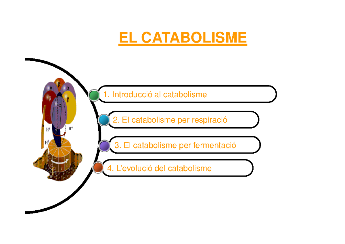 B7.1 Catabolisme - Apunts de Catabolsime - Biologia - UdG - StuDocu