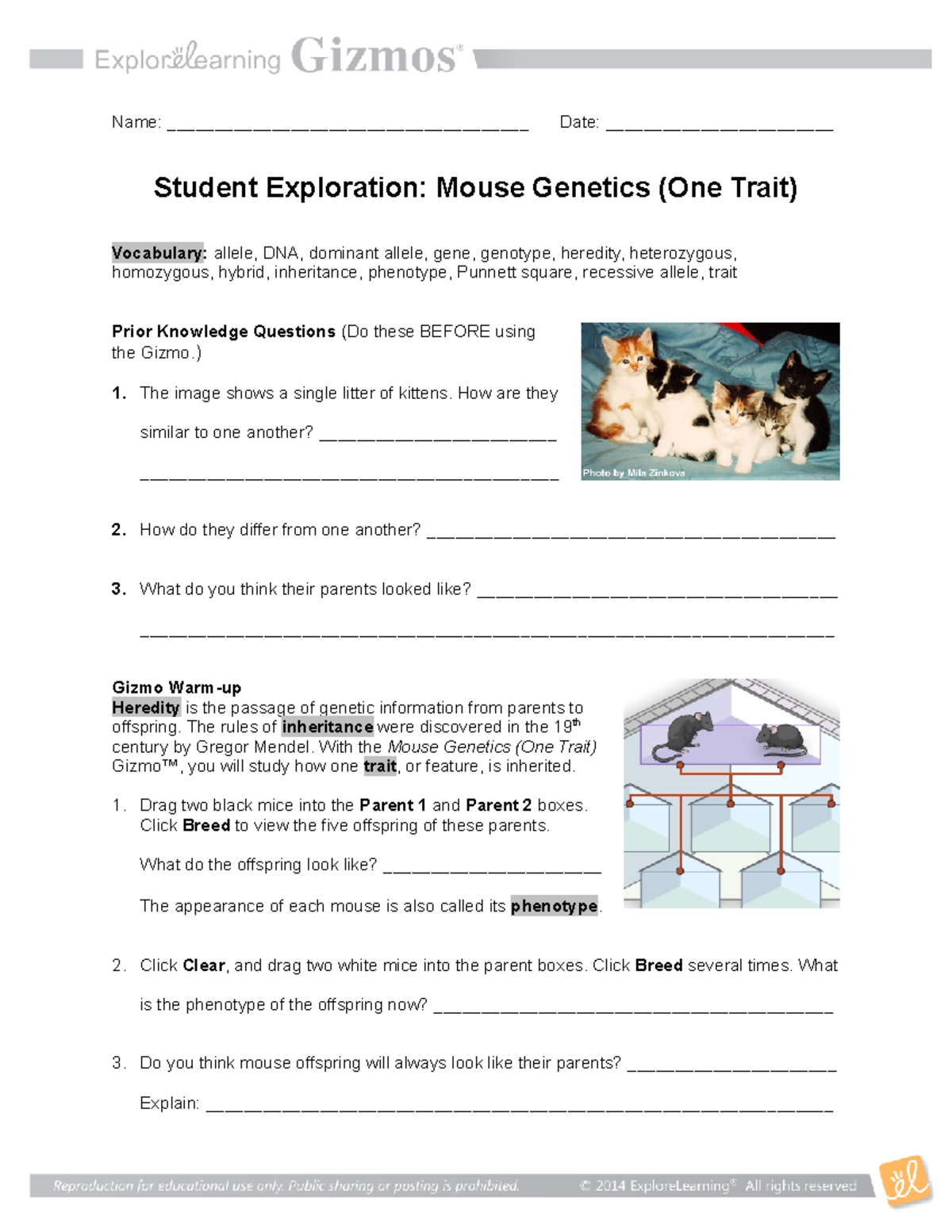 Mouse+Genetics+Worksheet for genetics lab phenotype - Name
