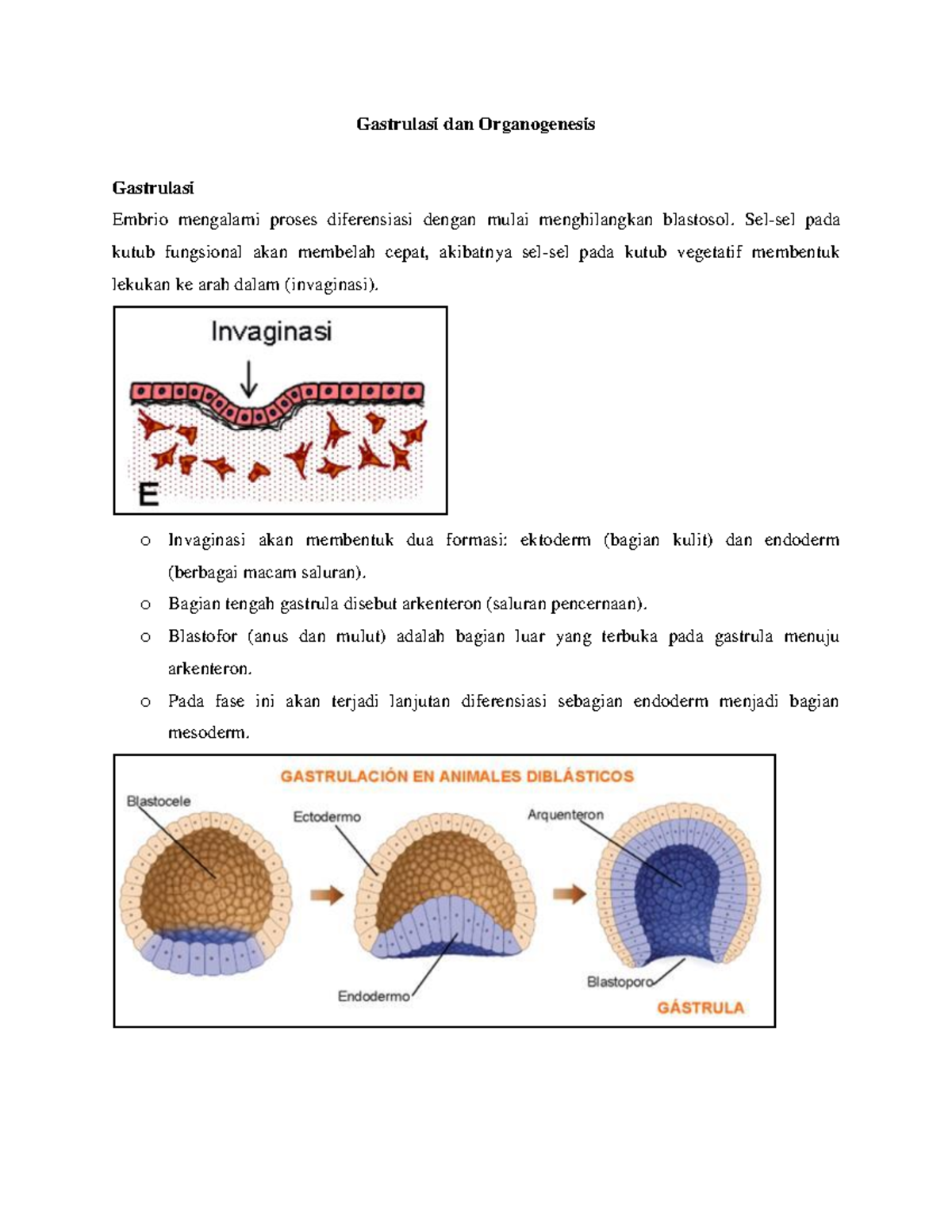 Gastrulasi dan Organogenesis - Gastrulasi dan Organogenesis Gastrulasi ...