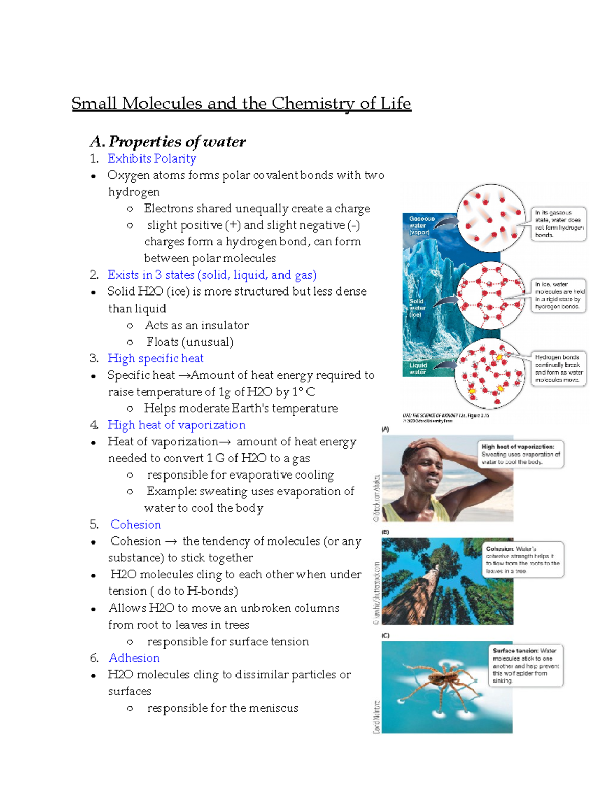 Chapter 1 Notes - Small Molecules and the Chemistry of Life A ...