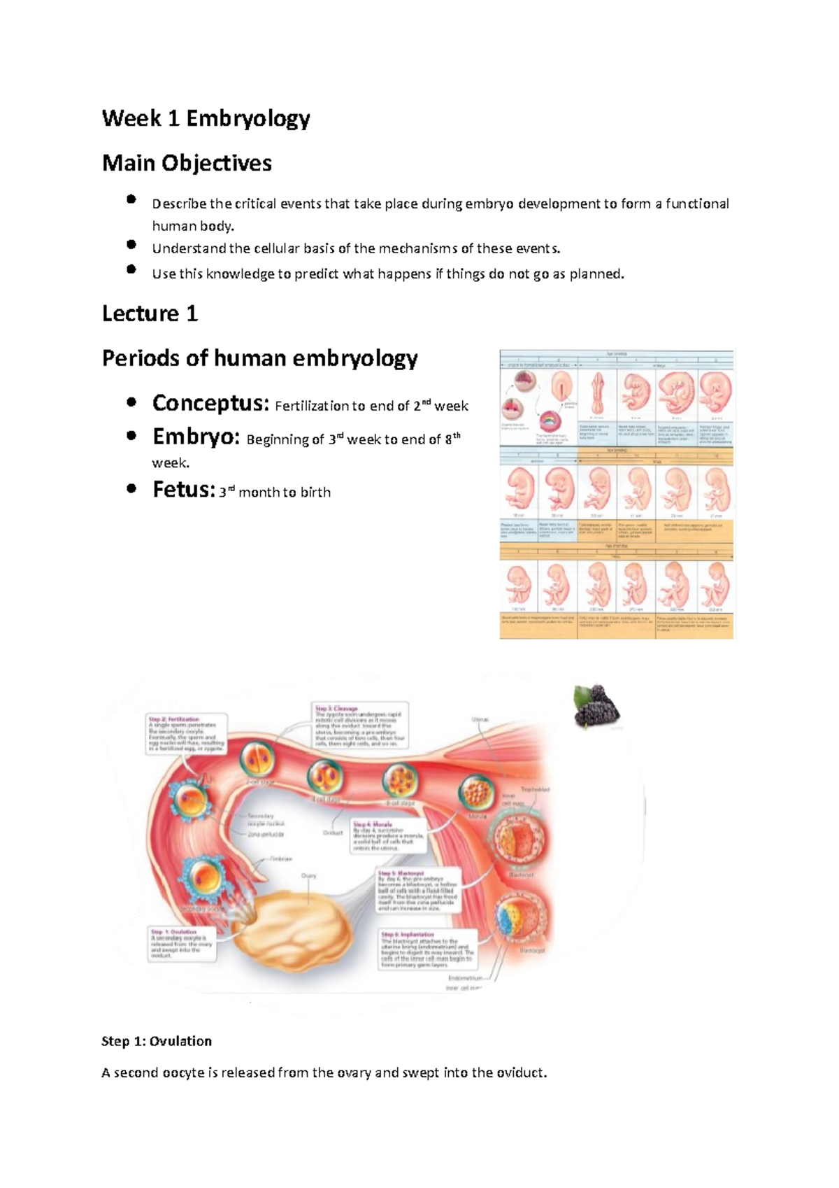 Week 1 Embryology - This is my biology notes for anatomy - Week 1 ...