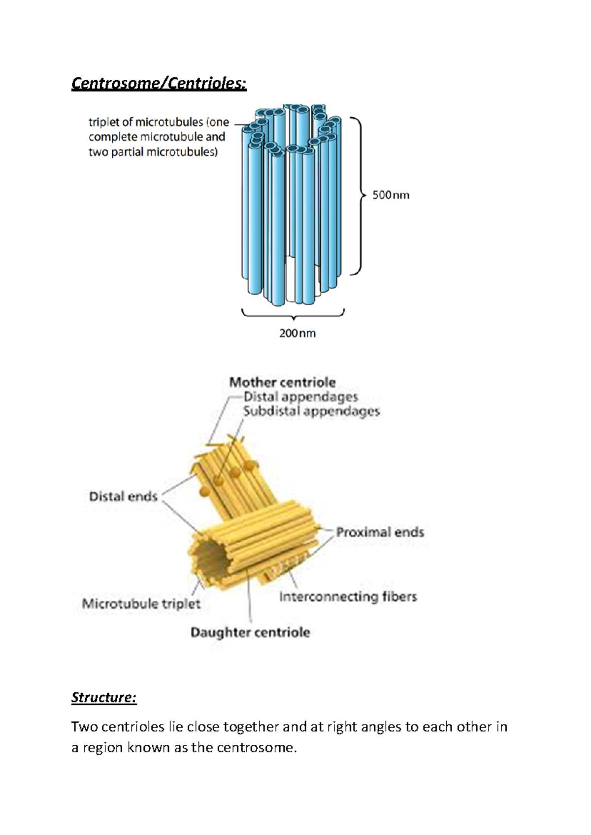 Compartments in Cells - Centrosome/Centrioles: Structure: Two ...