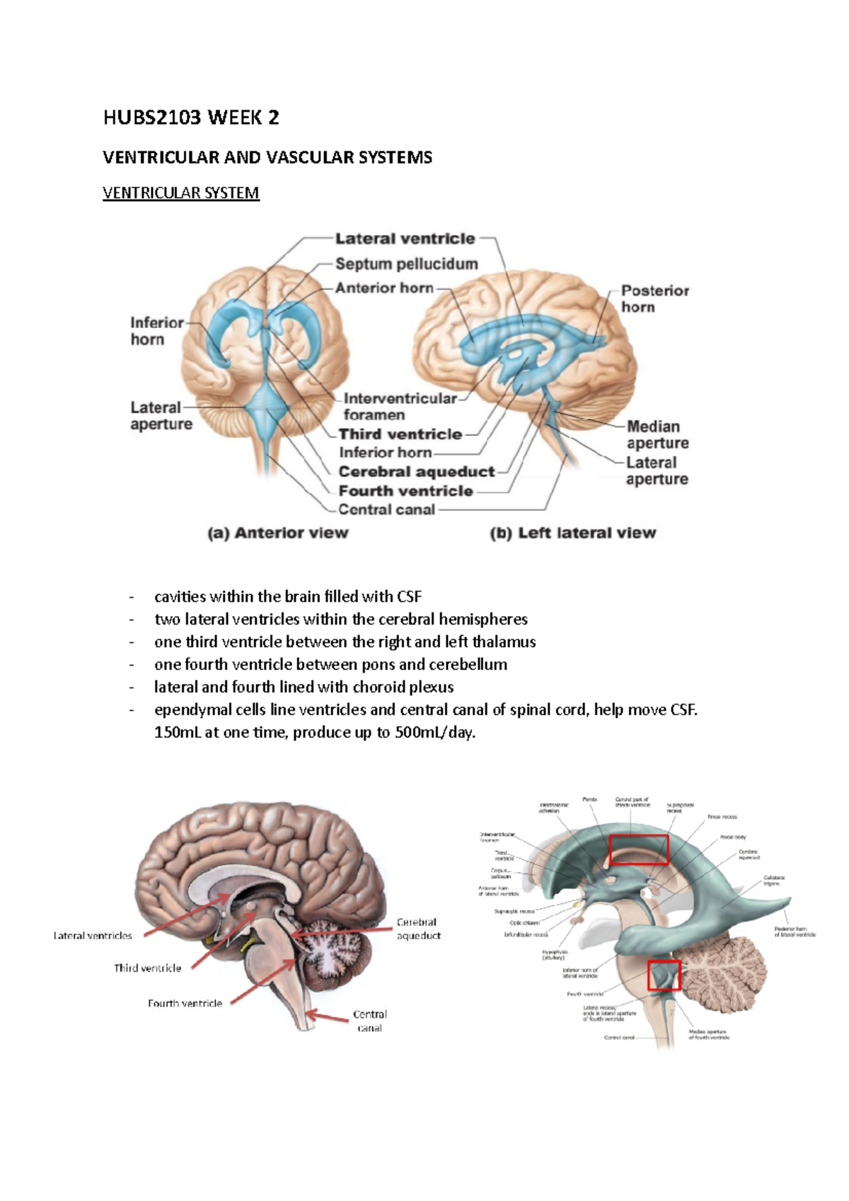 HUBS2103 WEEK 2 lecture notes & labelled diagrams - HUBS2103 WEEK 2 ...