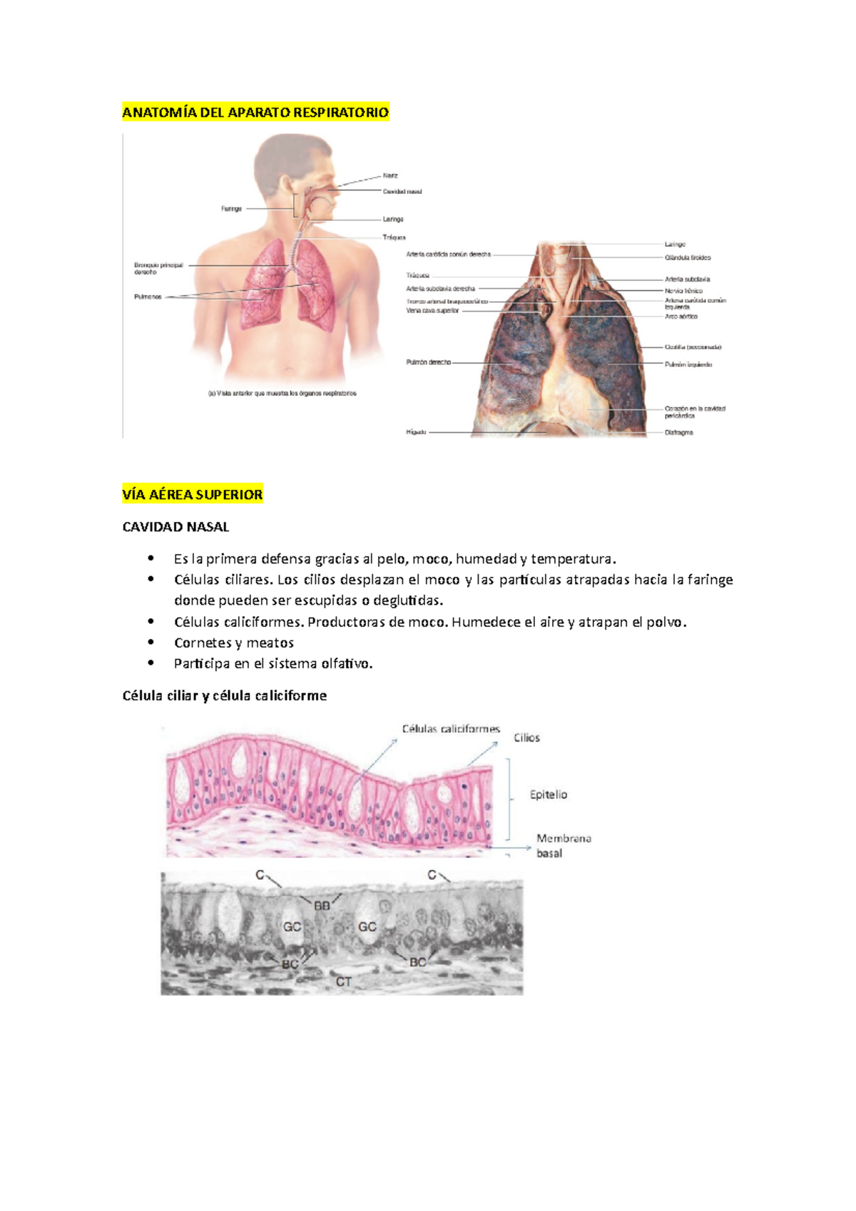 Aparato Respiratorio