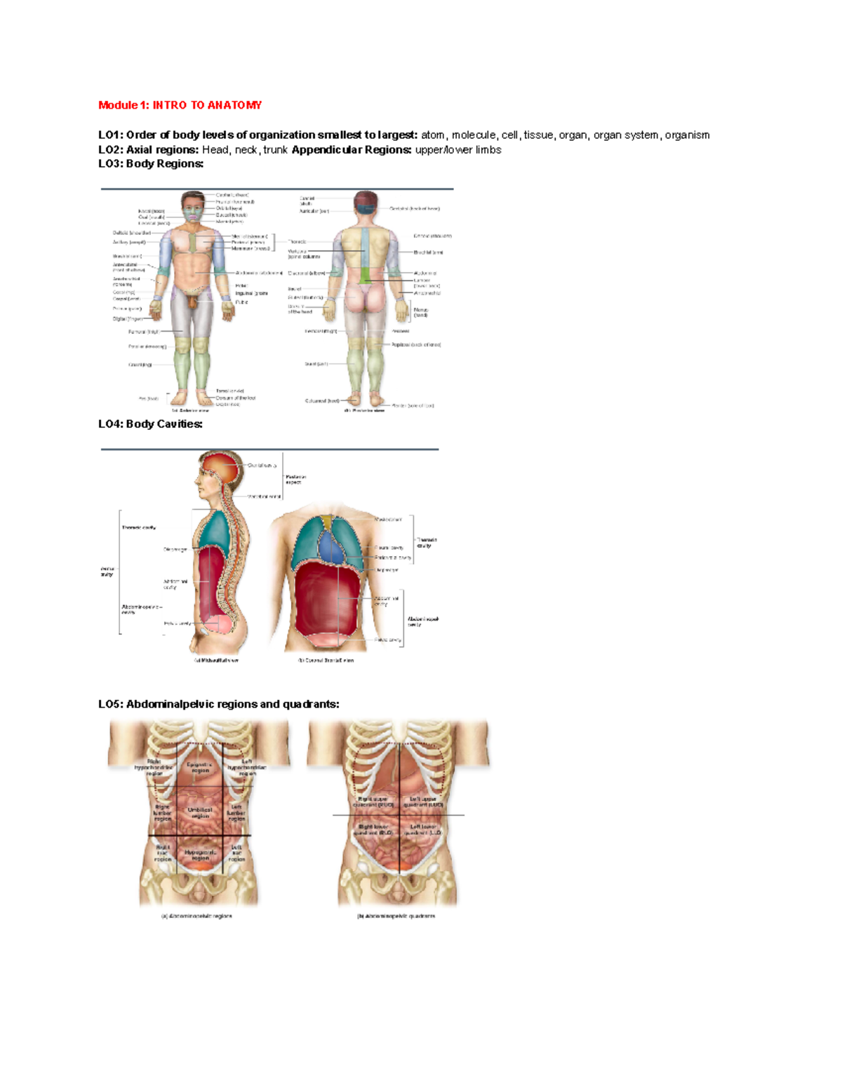 Anatomy 2022 summer MT1 - Module 1: INTRO TO ANATOMY LO1: Order of body ...