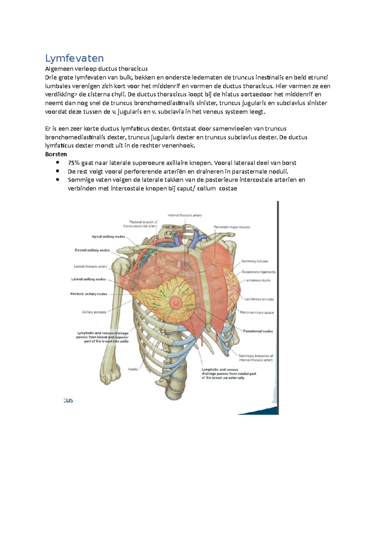 Lymfevaten (onderdeel van anatomie 1e bachelor) - Lymfevaten Algemeen ...