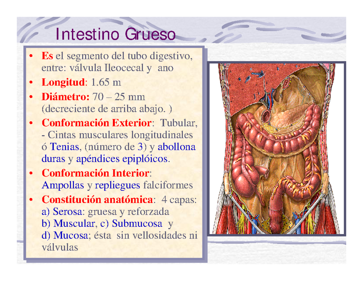 Antomia de intestino grueso - • Es el segmento del tubo digestivo ...