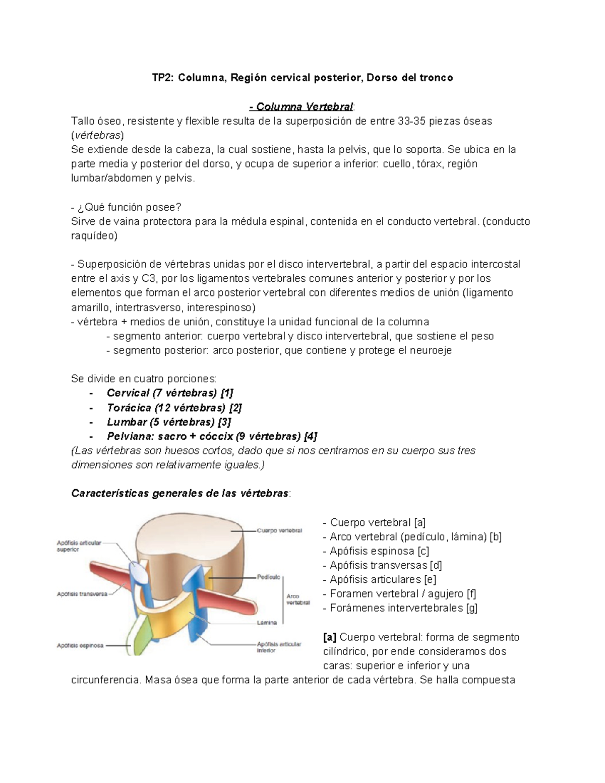 TP2 - Columna Dorso - Lola - TP2: Columna, Región cervical posterior, Dorso del tronco - Columna ...