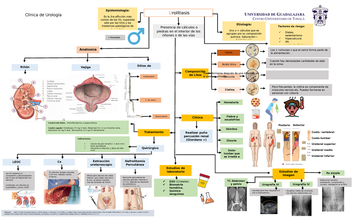 Urolitiasis - UNIVERSIDAD DE GUADALAJARA CENTRO UNIVERSITARIO DE TONALÁ ...