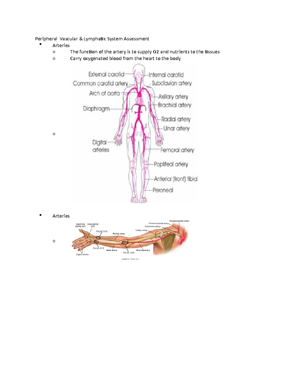 Peripheral Vascular pt 2 - Peripheral Vascular & Lymphatic System ...